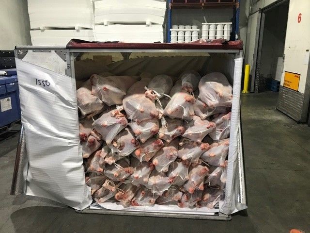 Buy Australian Chilled Sheep Whole Carcass from Avid One Australia ...