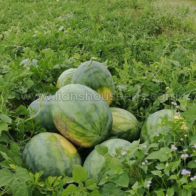Buy Ws65 Seedless Watermelon Seed Variety from Shijiazhuang Lianshou ...
