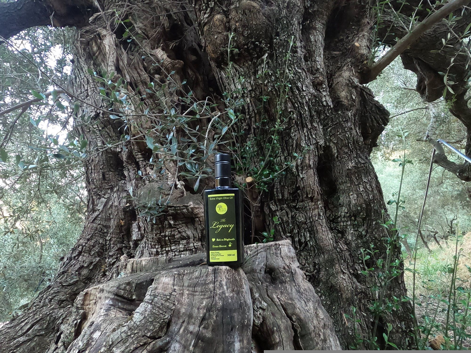 Buy Pure Extra Virgin Olive Oil Extracted From Quality Natural Olives ...