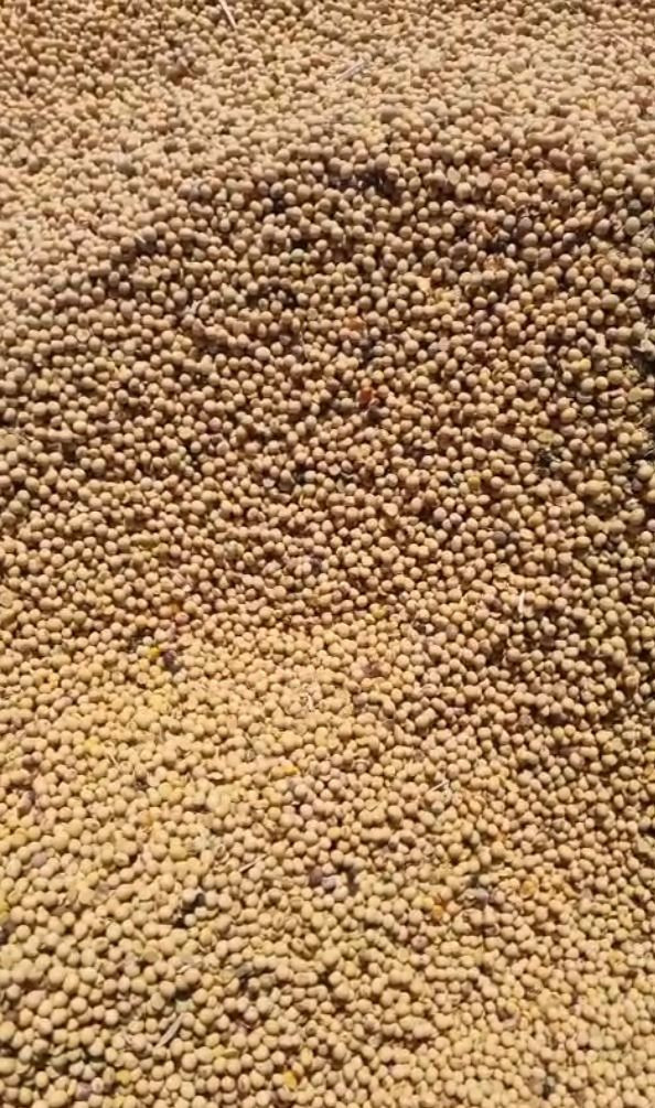 Buy Argentine Soybeans Grade #2 - Spot Premium Offer from MINER ...