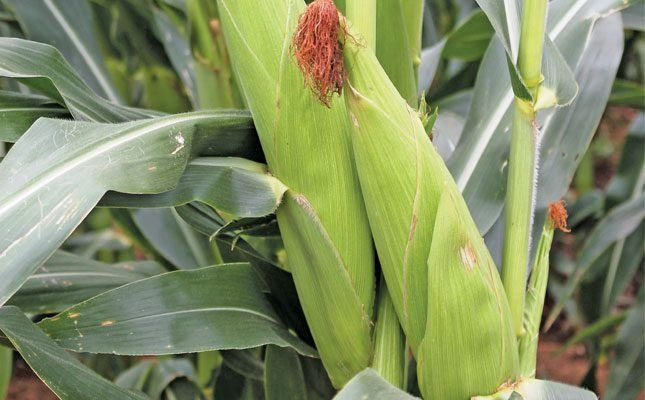 Buy White Maize 50kg from Farm Seeds and Feeds, South Africa ...