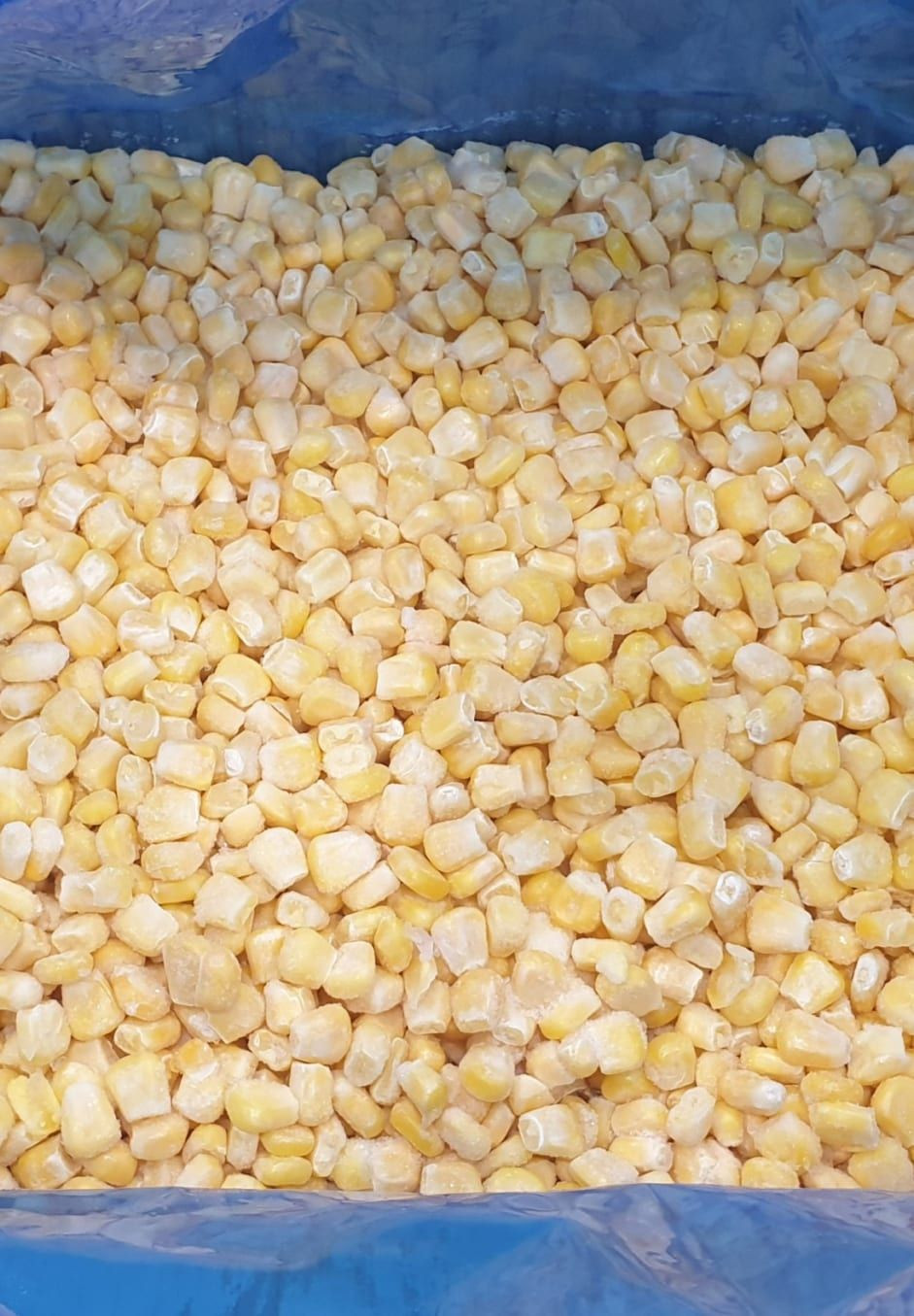 Buy Frozen Corn from Alex complex, Egypt | Tradewheel.com