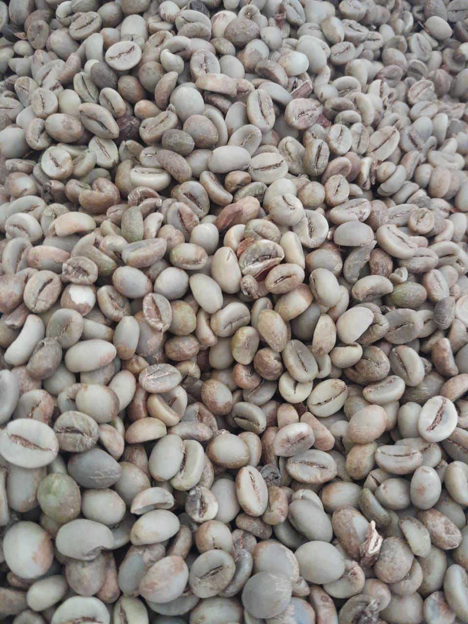 Buy Robusta From Java Exportindo Pma Indonesia Tradewheel