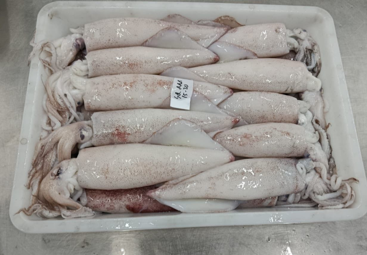Buy Squid Loligo (block) from PT. Agung Persada Tunggal, Indonesia ...