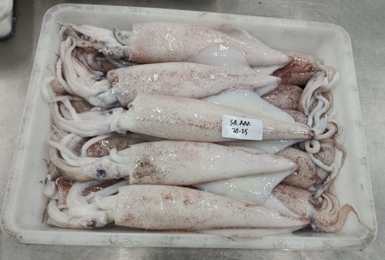 Buy Squid Loligo (block) from PT. Agung Persada Tunggal, Indonesia ...