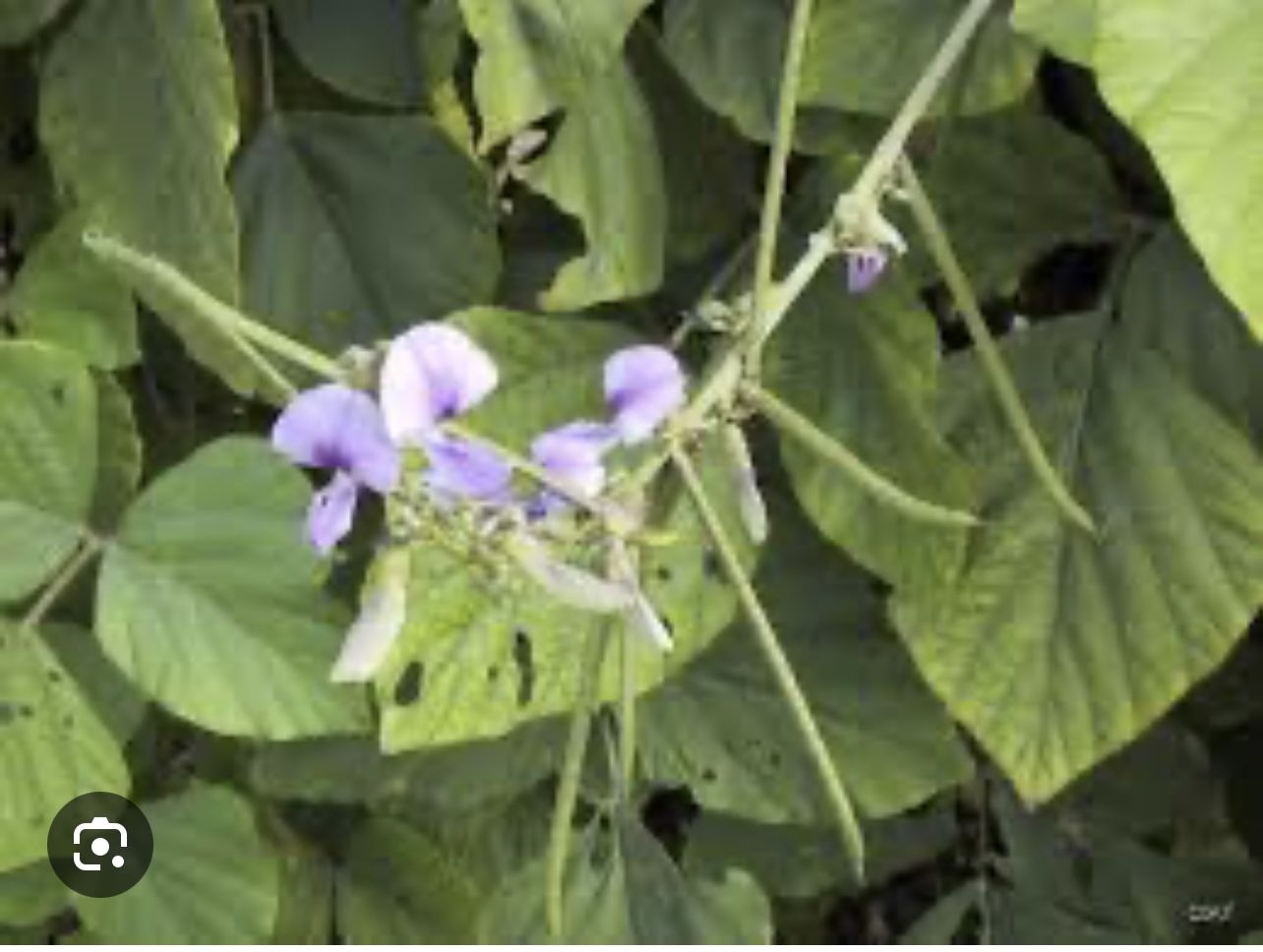 Buy Tropical Kudzu from 4C Agrifarm, USA | Tradewheel.com