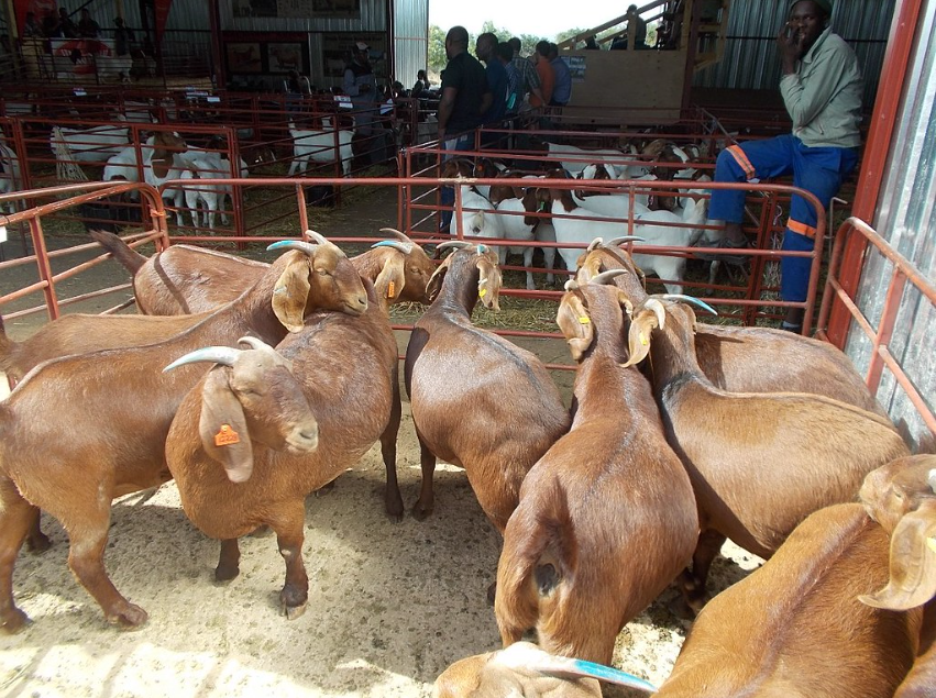 Buy Boer & Kalahari Red Goats from THD Mach Livestock, South Africa ...