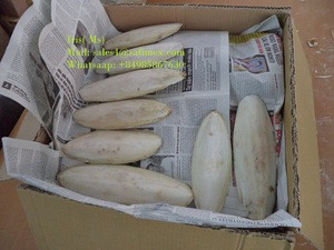 Buy Cuttlebone Fish Powder / Cuttlefish Bone Powder from SAFIMEX JOINT ...