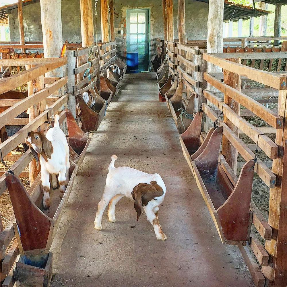 Buy Live Pure Breed Boer Goat from KOFONS BUSINESS SOLUTIONS PTY LTD ...