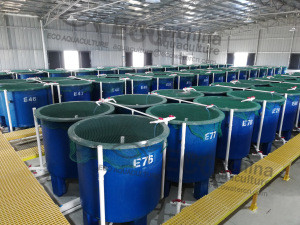 Buy Ras System Aquaculture Pond Ras Farming System, Aquaculture Shrimp ...