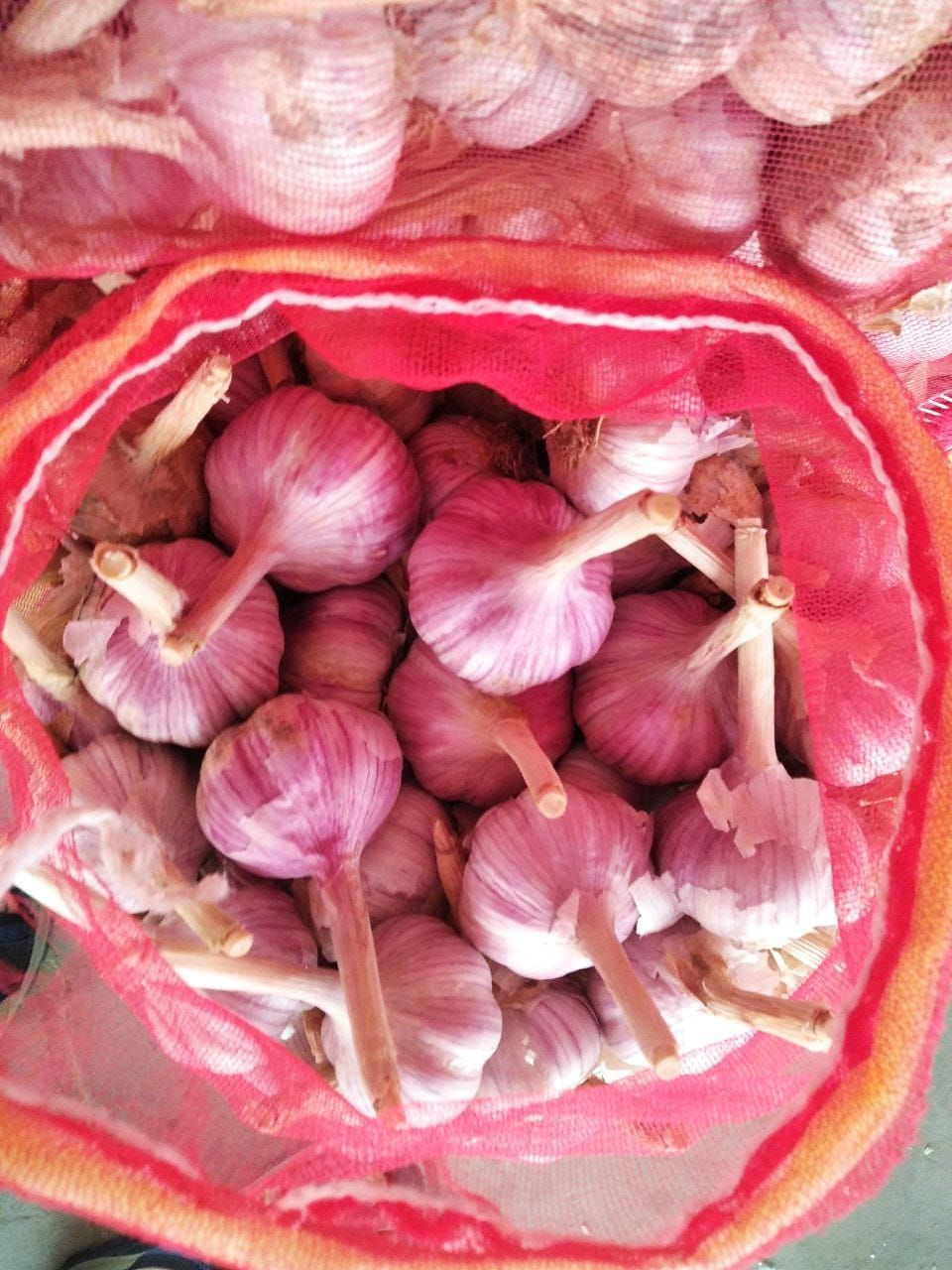 Buy Garlic from world import export trade, Uzbekistan | Tradewheel.com