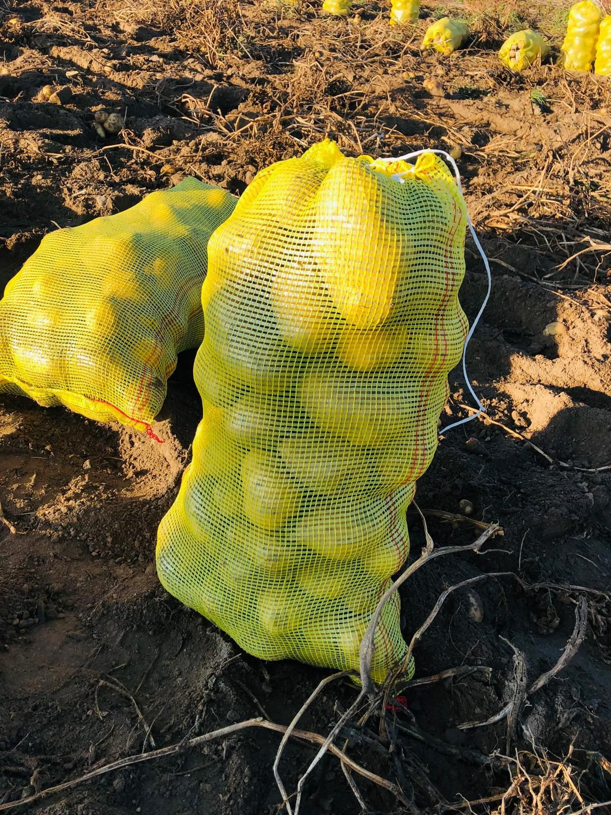 Buy Potato from MNO HOLDİNG COMPANY, Republic of Türkiye | Tradewheel.com