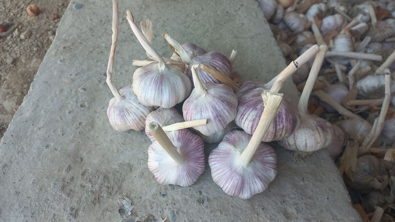 Buy Garlic from world import export trade, Uzbekistan | Tradewheel.com