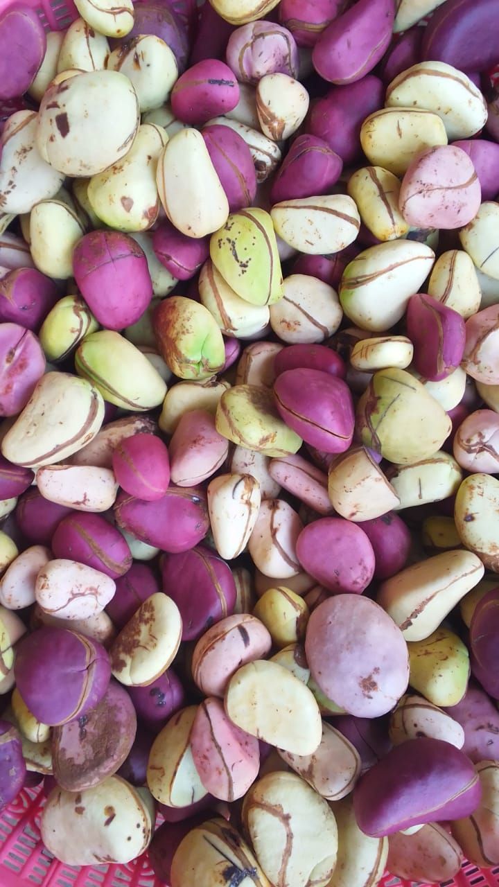 Buy Kola Nut Cola Nitida, Cola Acuminata, Garcinia Kola from Woatome ...