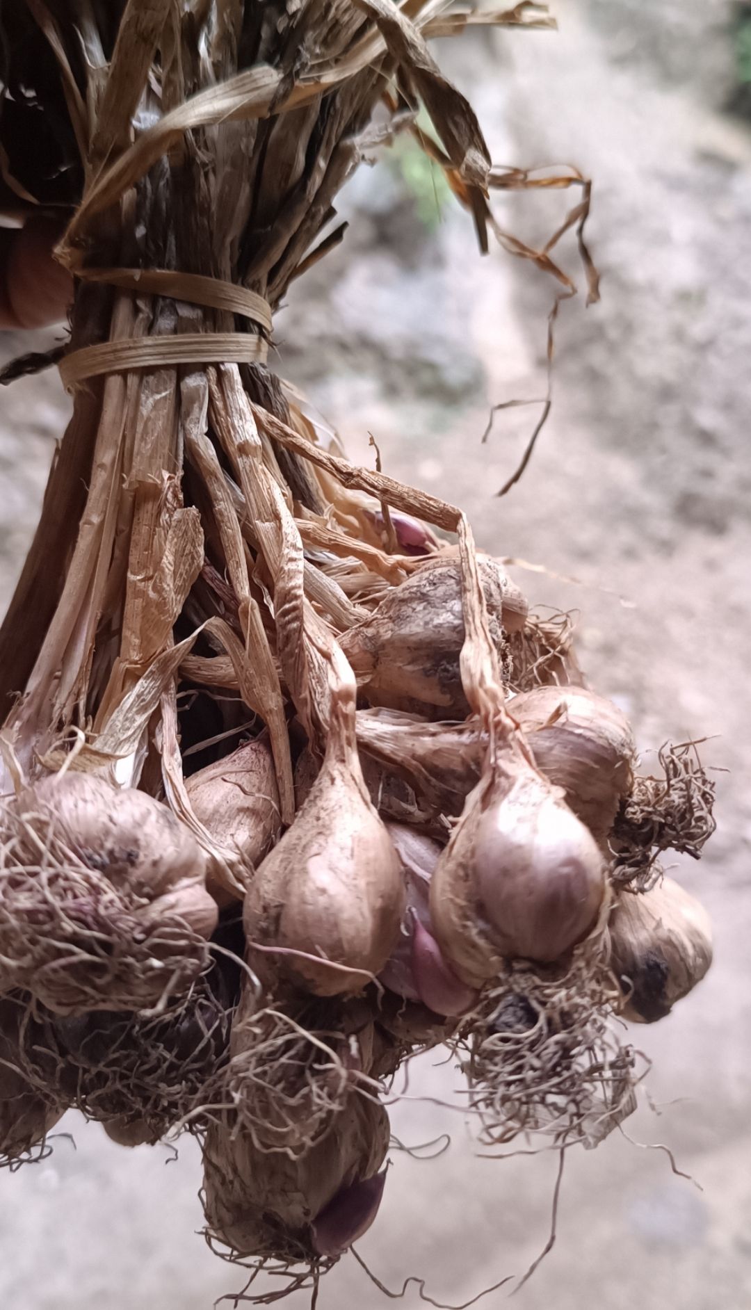 Buy Naga Wild Garlic from Naga farmers group, India | Tradewheel.com