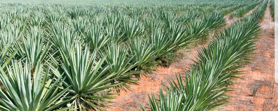 Buy Sisal Fiber from Green cooperative, Cameroon | Tradewheel.com