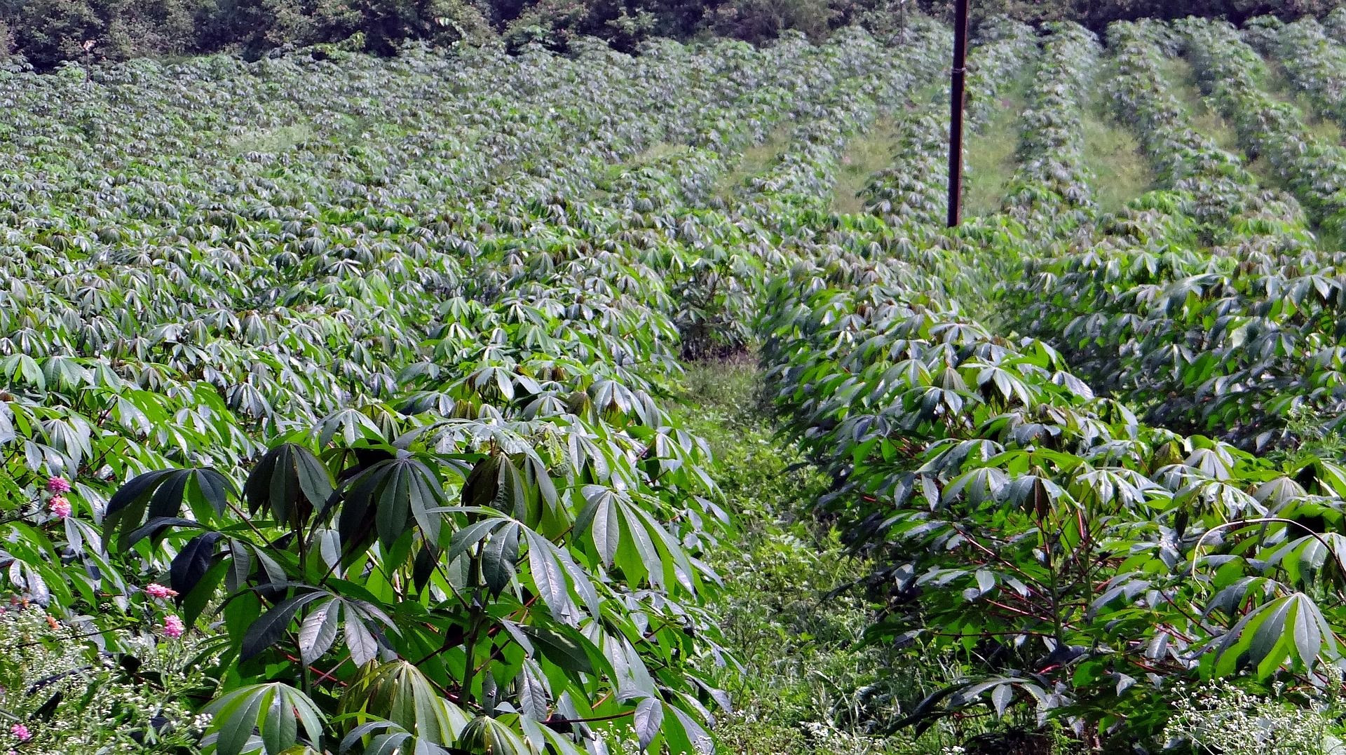 Buy Modified Cassava Flour from PT. Cinta Hutan Indonesia, Indonesia ...