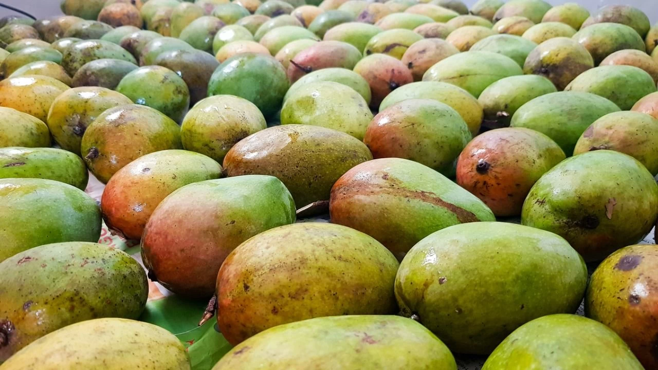 Buy Wholesale Fresh Mango / Alphonso Mango Fruit / Mango Pulp from sun ...