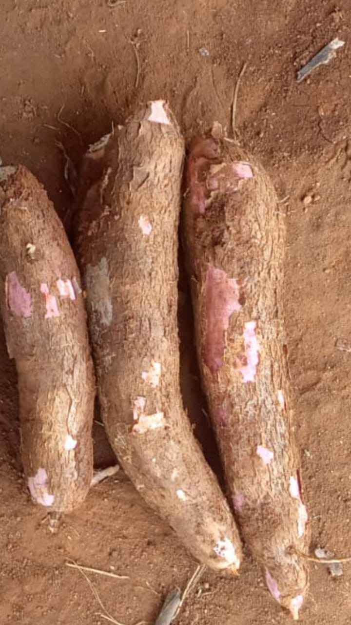 Buy Fresh Cassava Best Quality From Indonesia ( Manioc/ Tapioca / Yuca ...