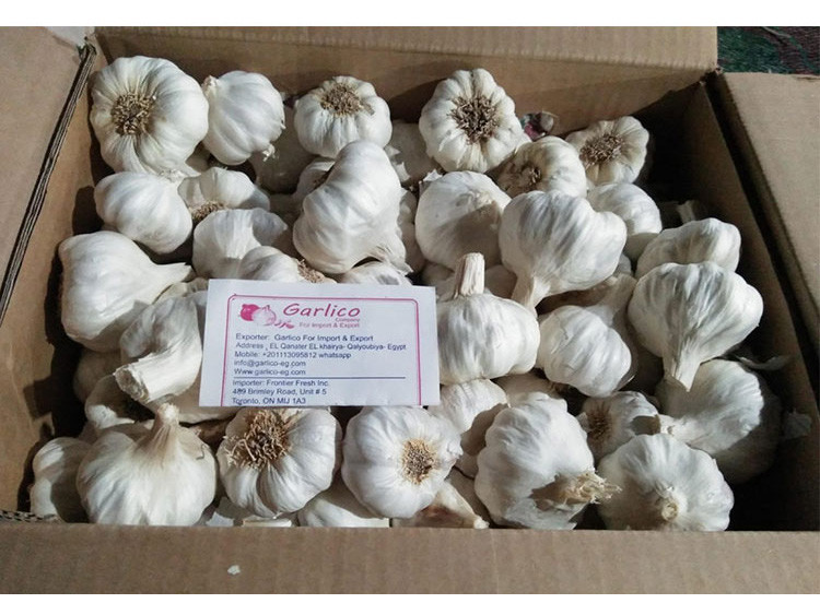 Buy Fresh White Garlic Specification Peeled Garlic Normal Snow White ...