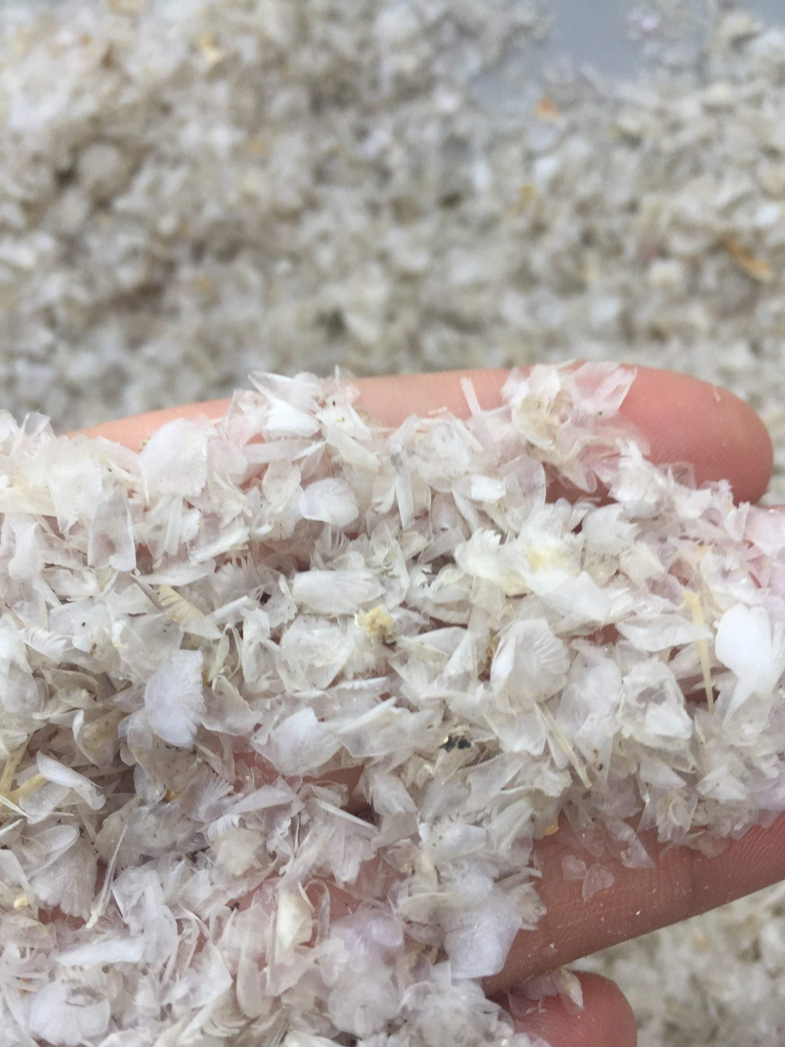 Buy Gelatin Fish Scale - Dried Fish Scale - Dried Black Tilapia Scale ...