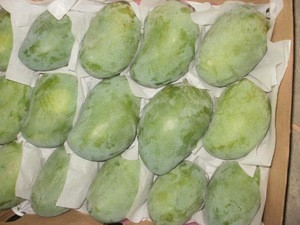 Buy Mango , Egyptian Mango, Mango Fruit from Egypt Garden For Import ...