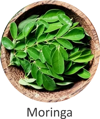 Buy Pure Food Grade Moringa Leaf Green Powder In Various Packings Multi ...