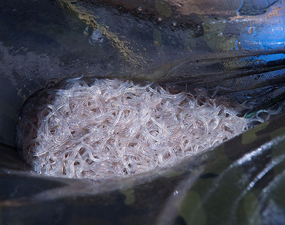 Buy Glass Eel Anguilla Rostrata Elvers from Pacific Sales Inc, Cameroon ...