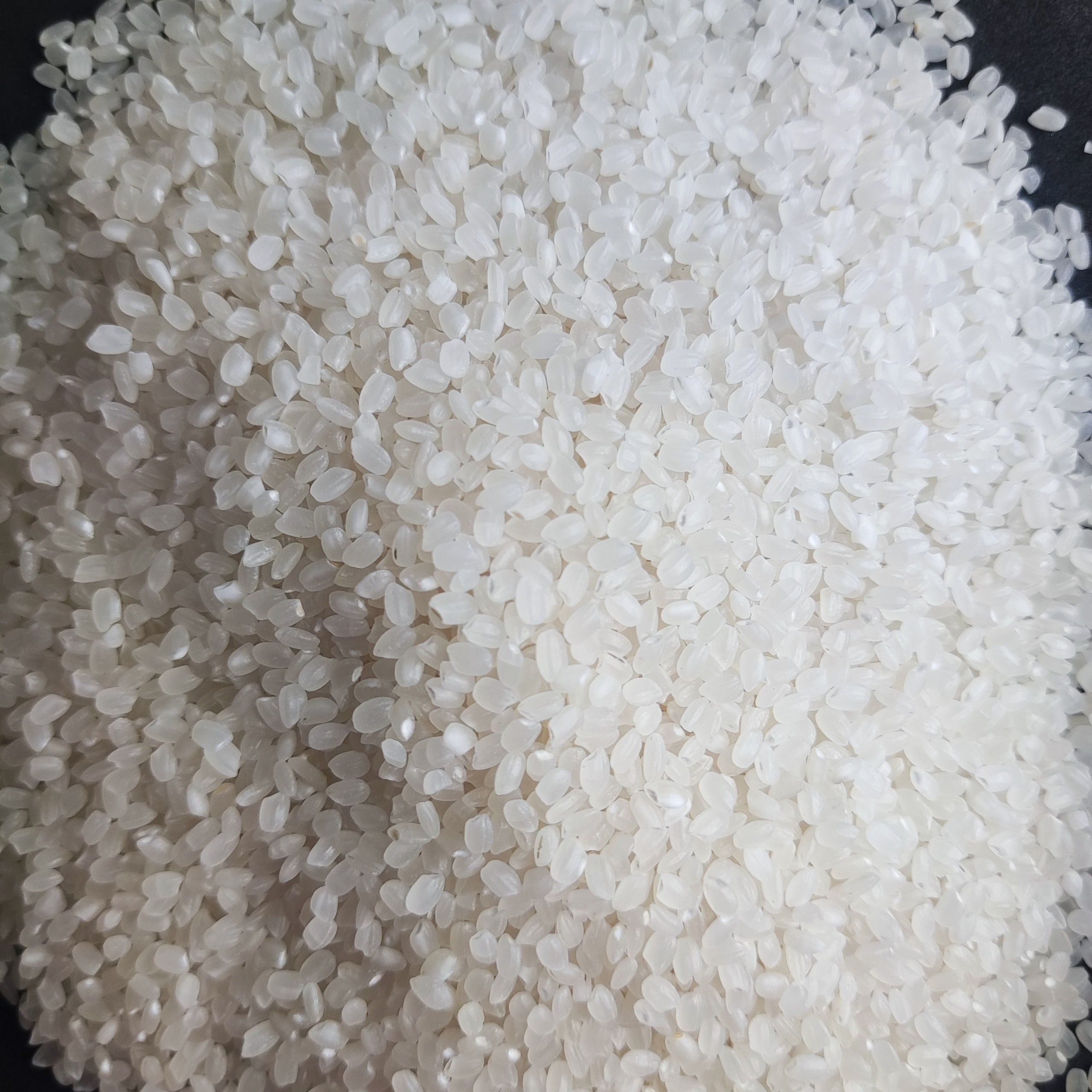 Buy Japonica Rice from VILACONIC, Vietnam | Tradewheel.com