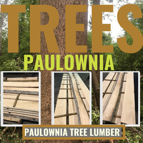 Buy Paulownia Wood Lumber from BioEconomy Solutions, USA | Tradewheel.com