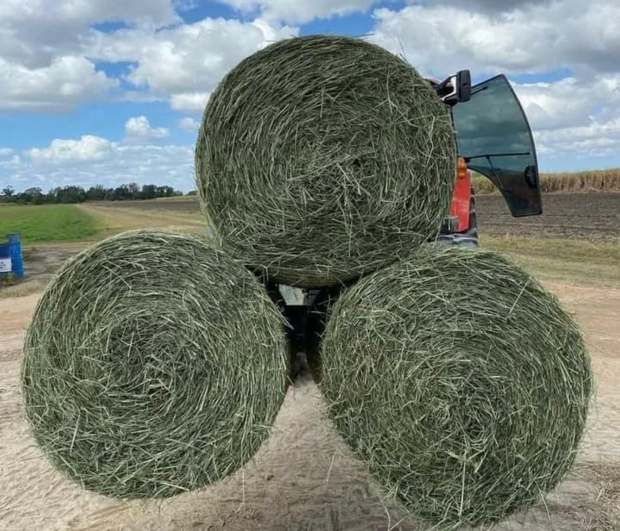 Buy Alfalfa Hay / Alfalfa Hay Pellets / Cheap Alfafa Hay For Animal ...