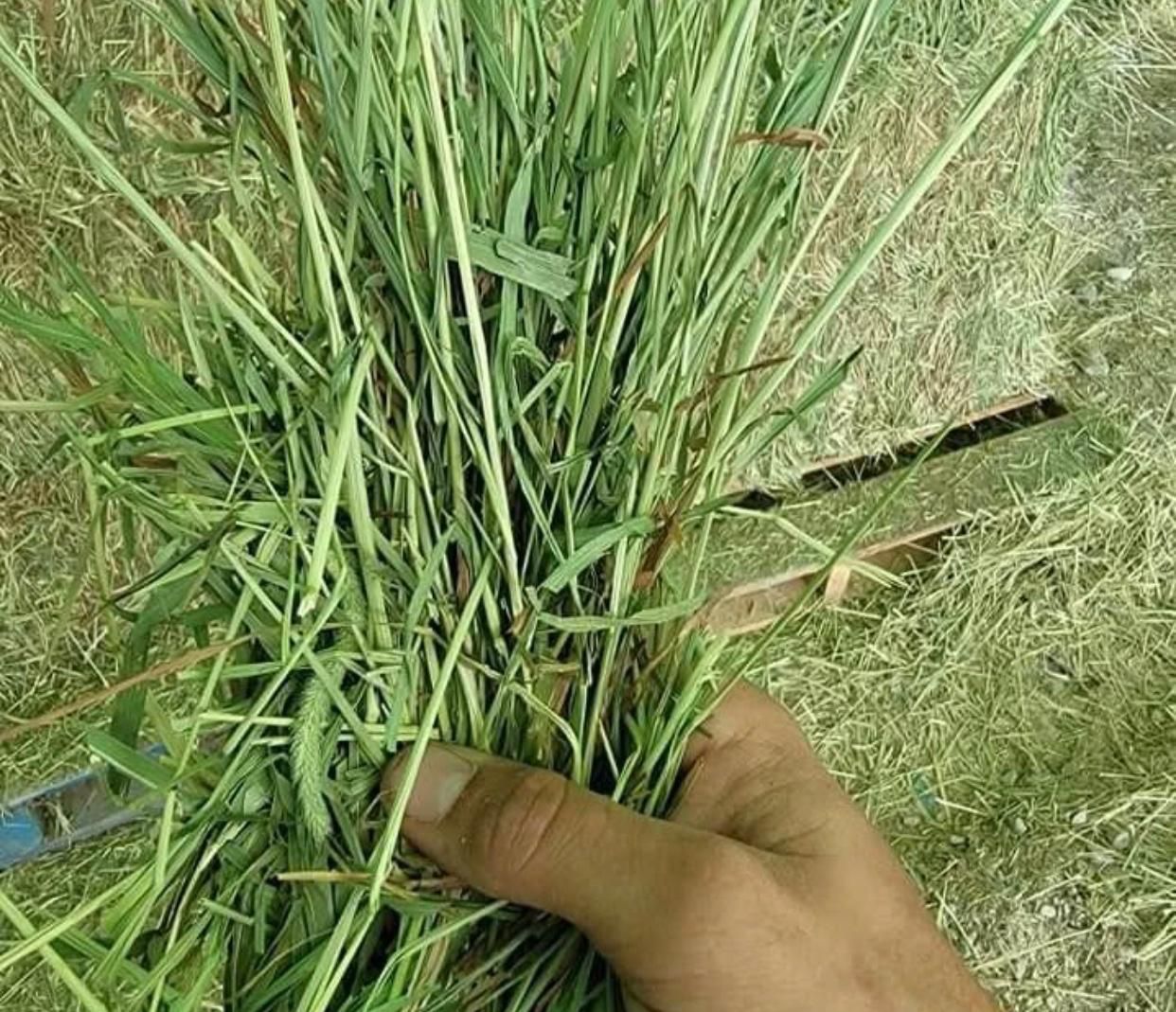 Buy Alfalfa Hay / Alfalfa Hay Pellets / Cheap Alfafa Hay For Animal ...