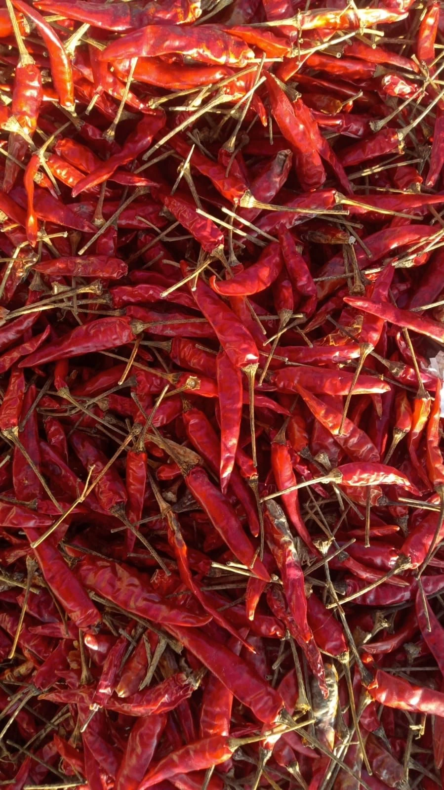 Buy Chilli from AgriGrid Services Pvt Limited, India | Tradewheel.com