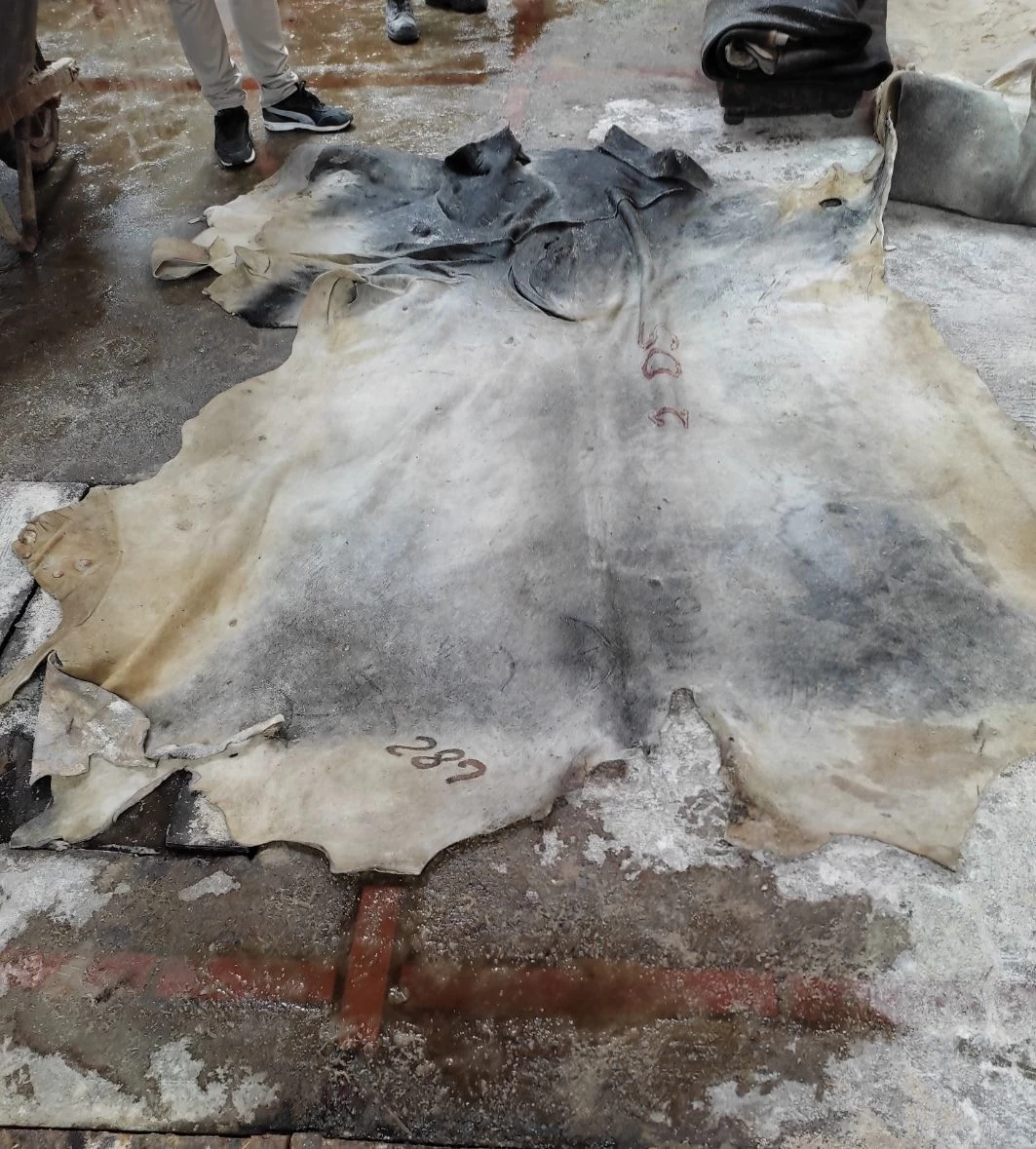 Buy Wet Salted Cattle Hides from MOLINERO HIDES & SKINS S.L, Spain ...