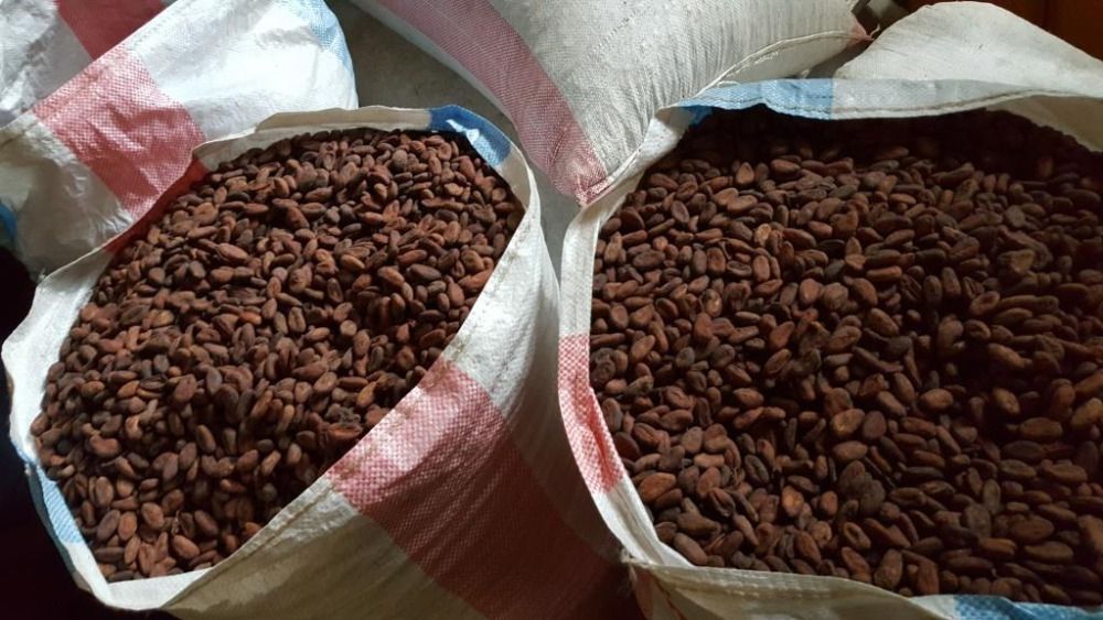Buy High Quality Vietnam Cocoa Beans 100% Natural from ...