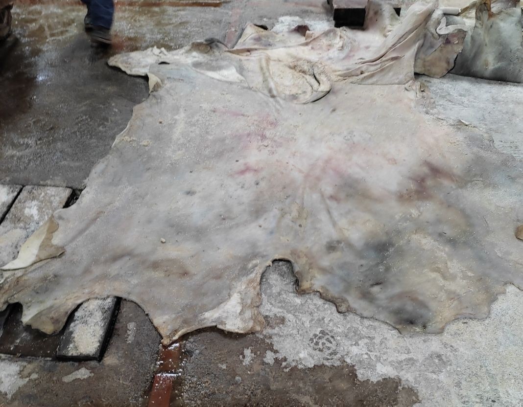 Buy Wet Salted Cattle Hides from MOLINERO HIDES & SKINS S.L, Spain ...