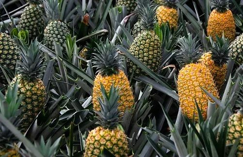 Buy Pineapple Md2 from TOP FOOD EXPORT, Panama | Tradewheel.com