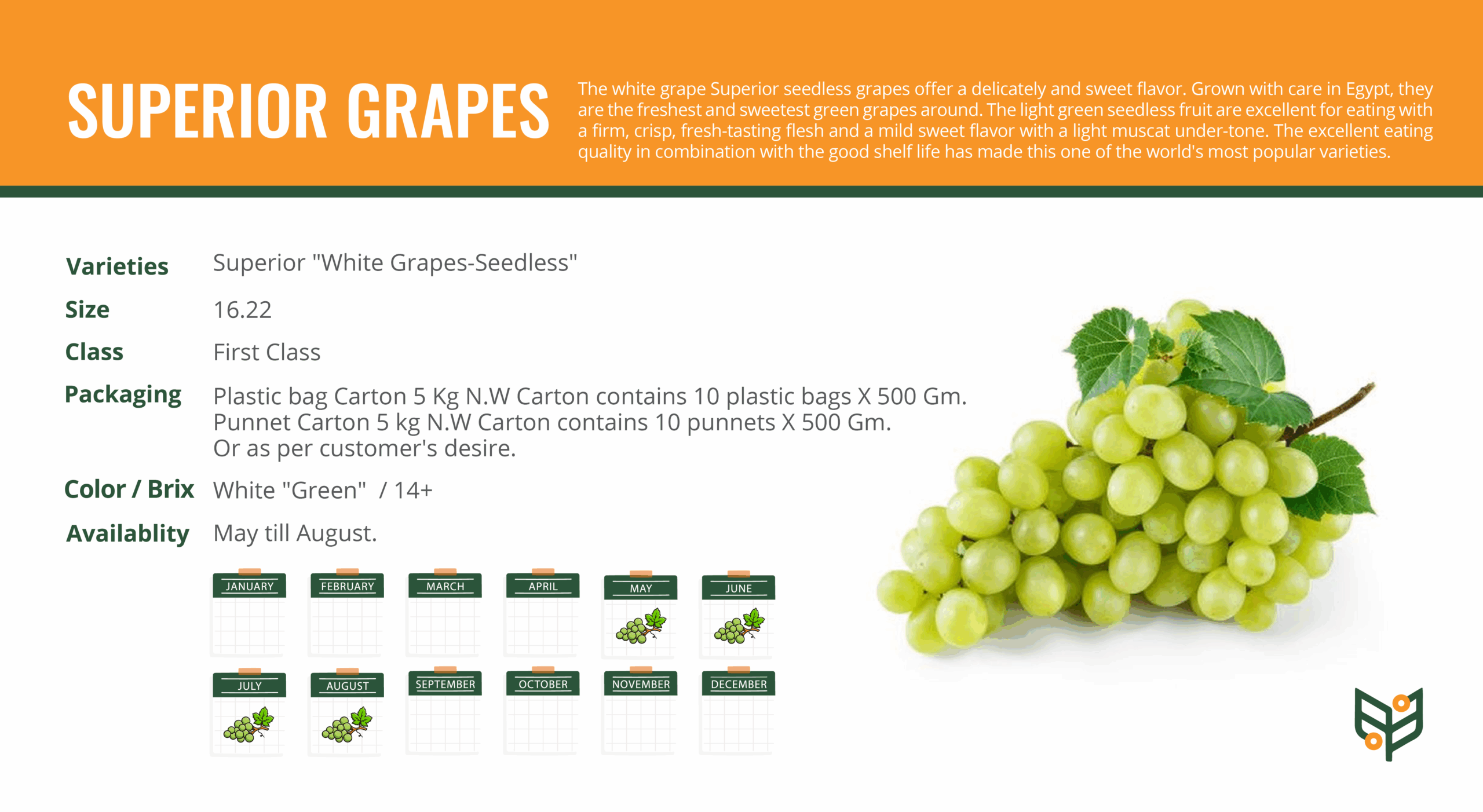 Buy Egyptian Fresh Superior White Grapes Seedless from Green Agro ...