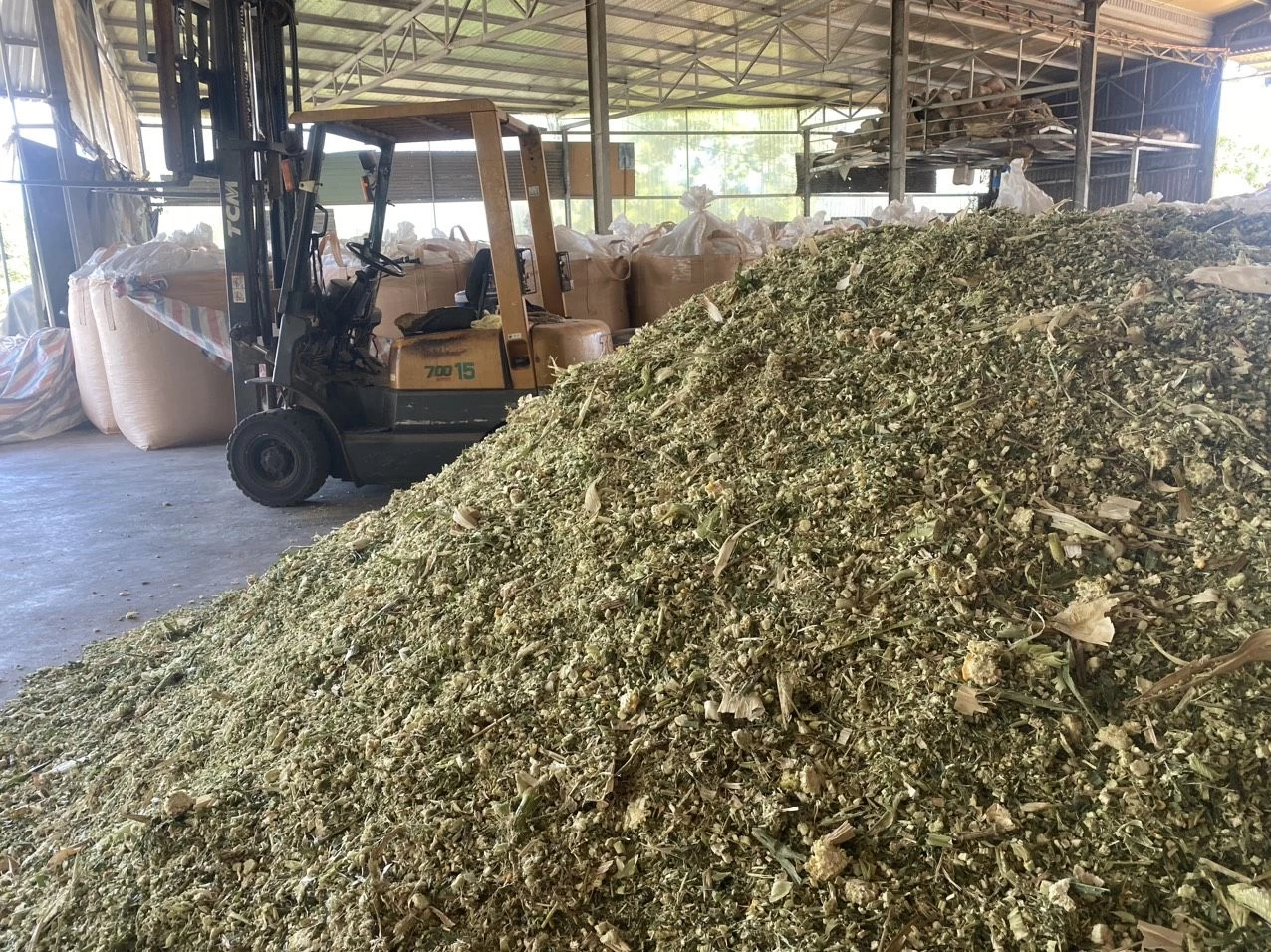 Buy High Protein Corn Silage For Animal Feed In Vietnam from Agfeed ...