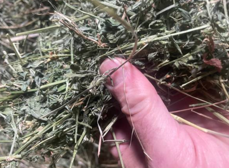 Buy Premium U.s. Alfalfa Hay Export 2025 Crop from NB Exim, USA ...