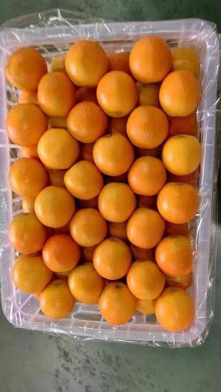 Buy Fresh Citrus Fruit from Jining Pengjie Food Co.,ltd, China ...