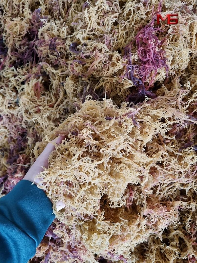 Buy Dried Eucheuma Spinosum Seaweed From Indonesia. Cp Fenty from PT ...