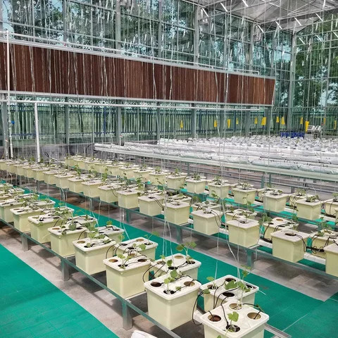 Buy Complete Hydroponics System Dutch Bucket Growing Vegetable In ...