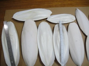 Buy Dried Cuttlefish Bone & Cuttlefish Powder from TWINSTAR TRADING PTY ...