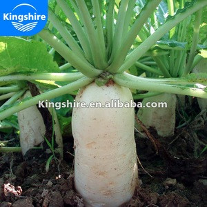Buy Pony Early Radish Chinese Radish Vegetables Seeds, Seedling Roots ...