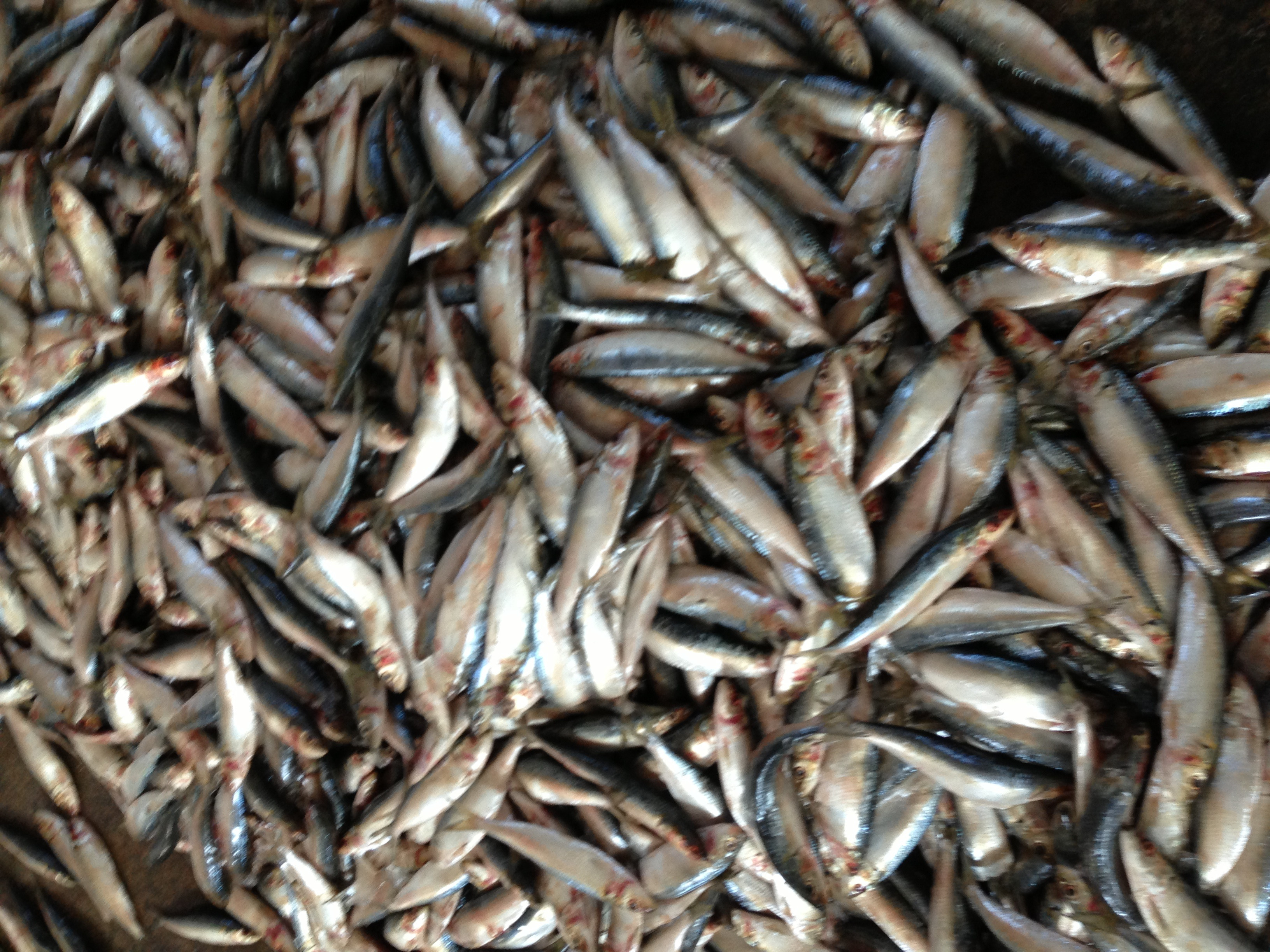 Buy Sardine Canned Mackerel Fish In Tomato Sauce 425g Body Style Gap ...