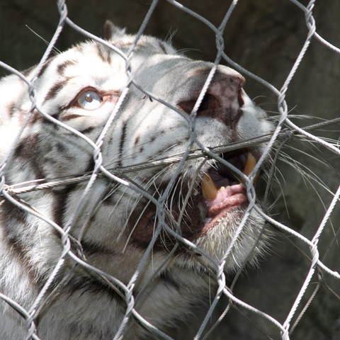 Buy Woven Technique Rope Mesh Zoo Cages/animal Cages And Enclosures ...