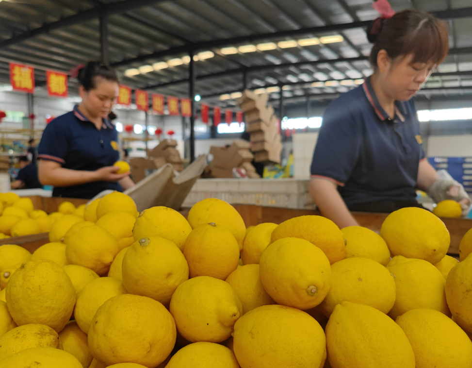Buy Fresh Lemon From Our Own Farm In Chongqing China from Huida Lemon ...