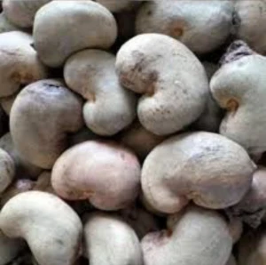 Buy Raw Cashew Nuts And Semi Processed from ezi mama farms ltd Nigeria Tradewheel