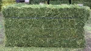 Buy Orchard Hay - Orchard Grass Hay from Paramount Hay, USA ...
